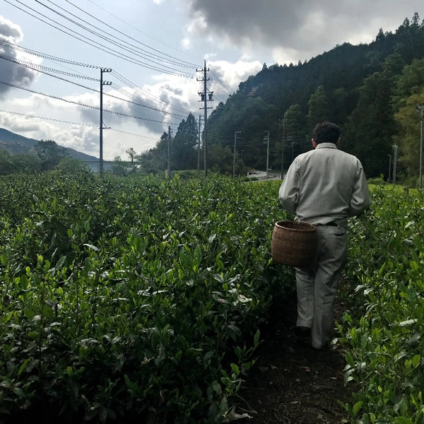 What is second-harvest matcha? | Stitch Coffee | Stitch Stories